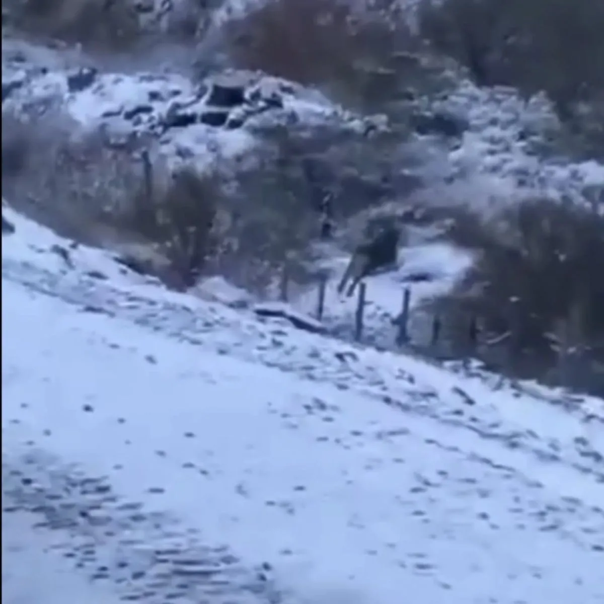 Video Viral: un hermoso puma corriendo en la nieve | Todoroca
